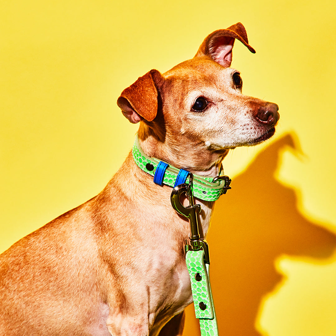 Neon Green/Blue Embossed Dot Leather Collar, Leather Dog Collars – Ware ...