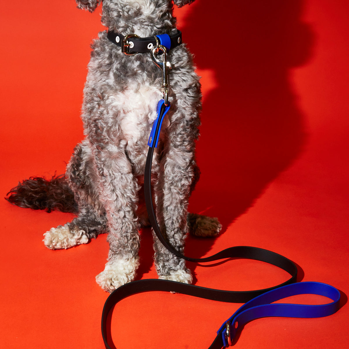 Black/Royal Waterproof Collar, Dog Collars – Ware of the Dog
