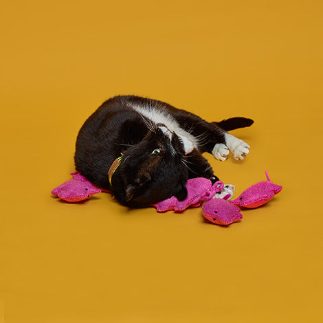 Wool Pig Cat Toy, Cat Toys – Ware of the Dog
