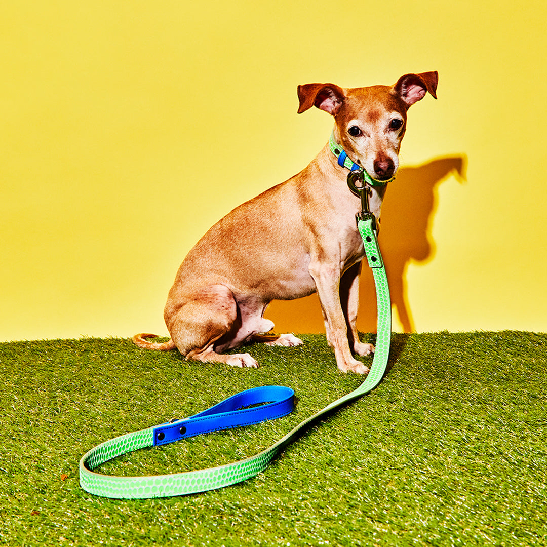 Neon Green/Blue Embossed Dot Leather Leash, Leather Dog Leashes – Ware ...
