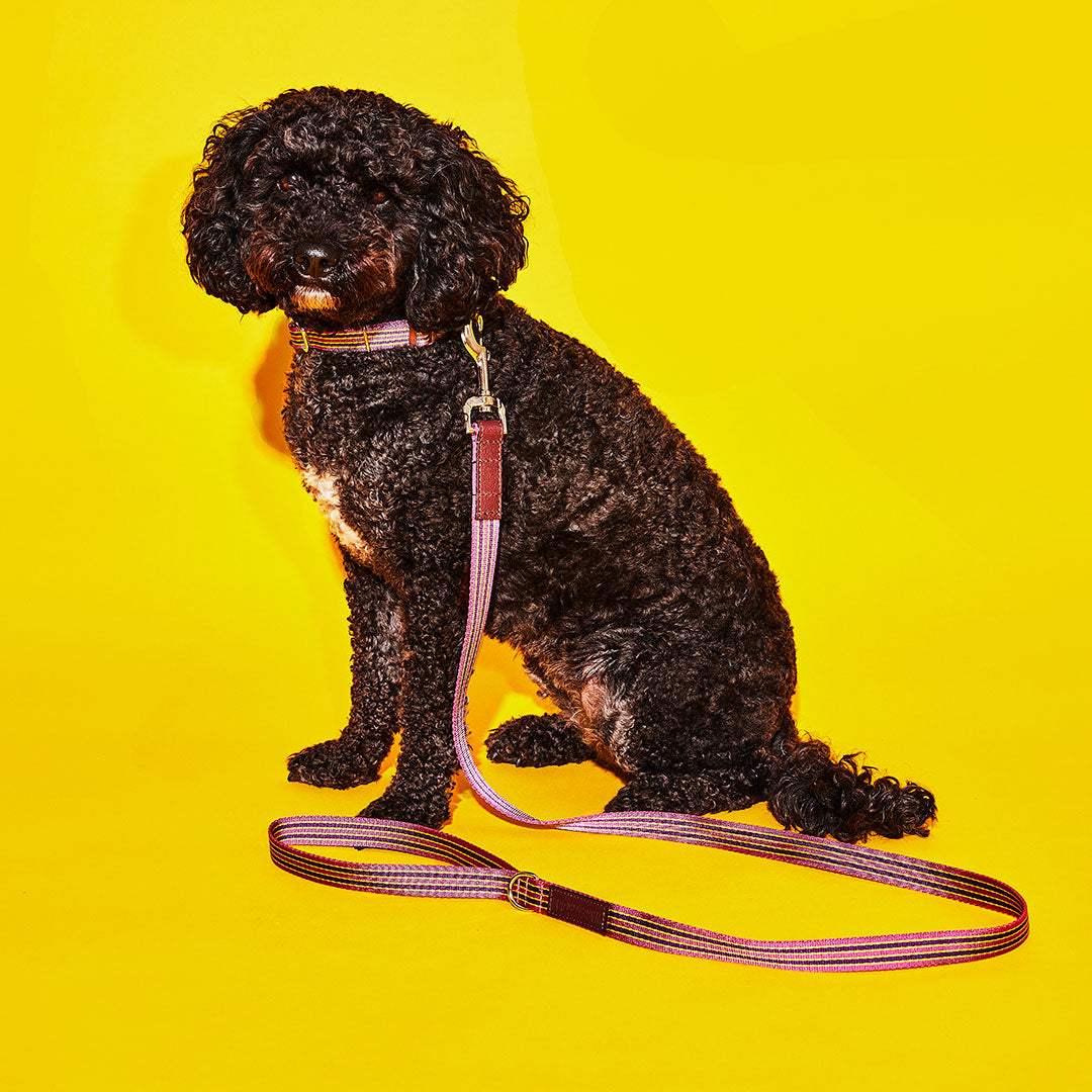 Pink/Burgandy Striped Webbing Leash, Dog Leashes – Ware of the Dog