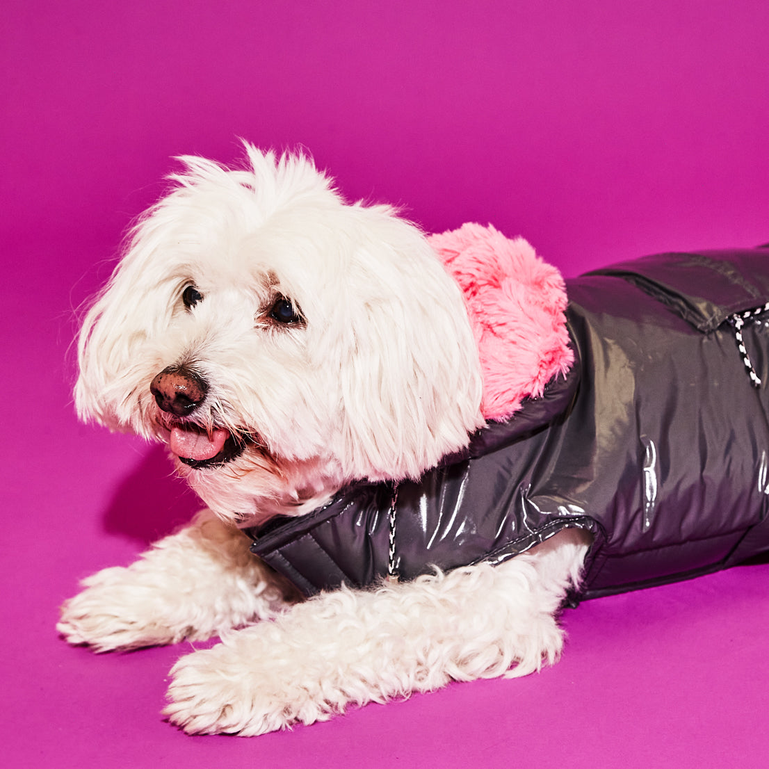 Shiny Puffer Jacket w/Faux Fur Hood, Dog Coats and Jackets – Ware of ...