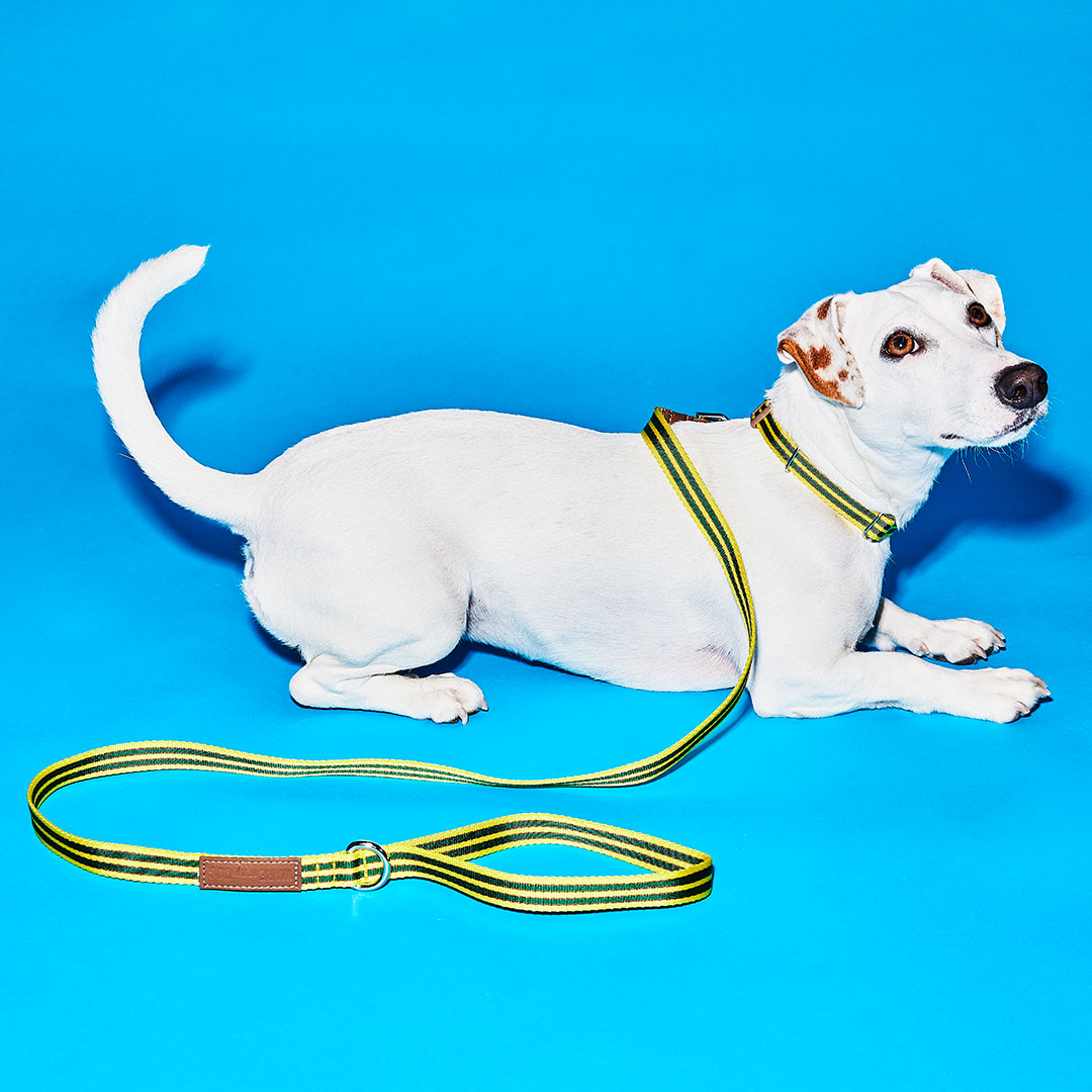 Yellow/Green Striped Webbing Leash, Dog Leashes – Ware of the Dog